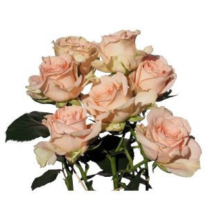 Spray Roses – Select Fresh Produce